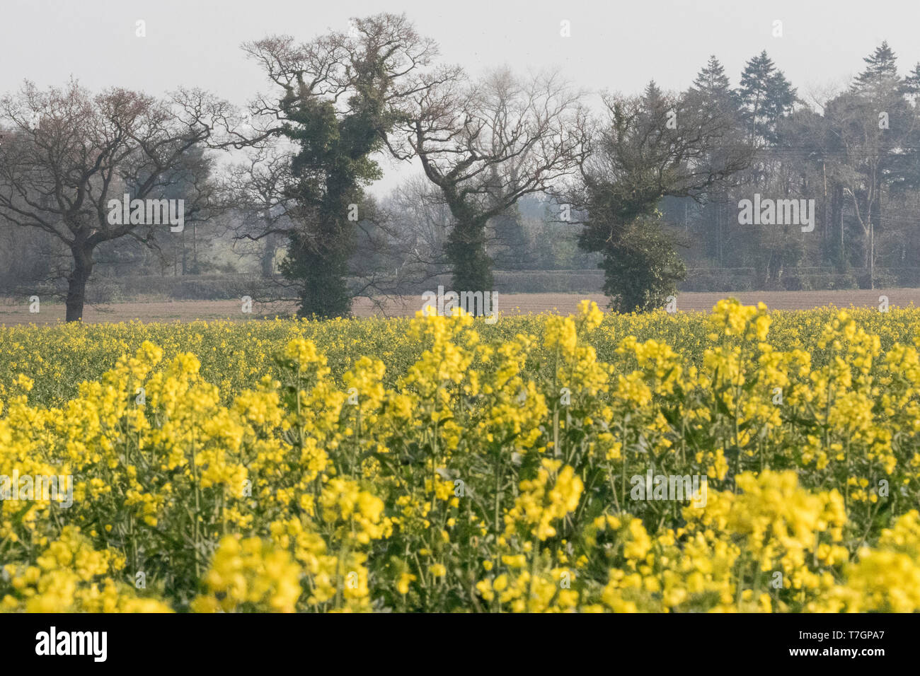 Fields of yellow, oilseed rape fields, Norfolk, East Anglia Stock Photo ...