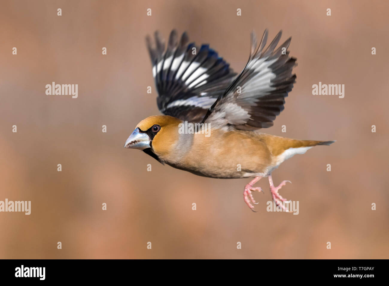 Hawfinch flying hi-res stock photography and images - Alamy