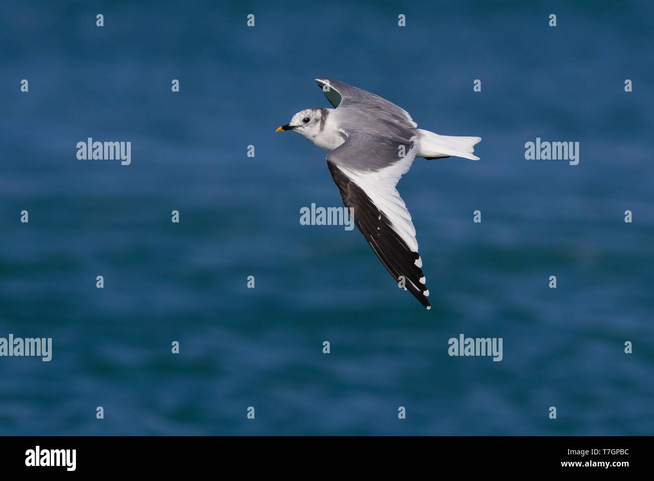 Xema sabini winter hi-res stock photography and images - Alamy