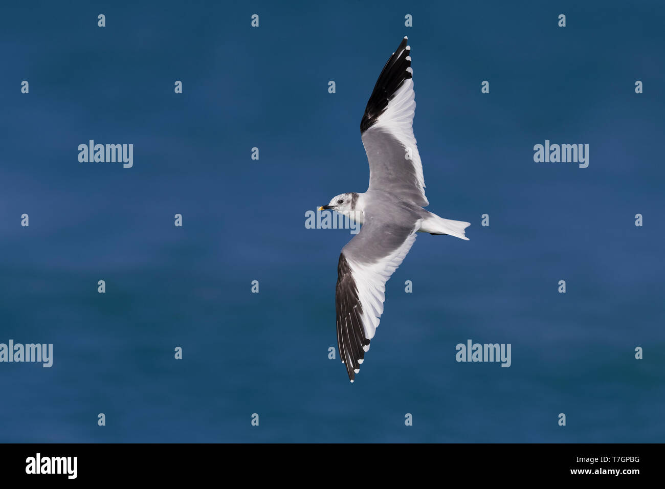 Xema sabini winter hi-res stock photography and images - Alamy