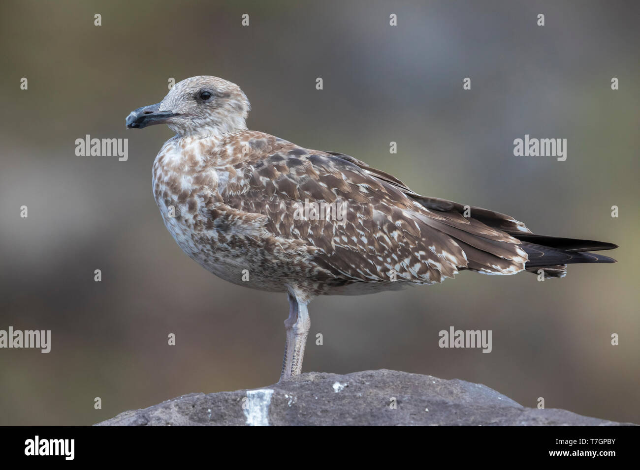 Azores Yellow-legged Gull; Larus michahellis atlantis Stock Photo - Alamy