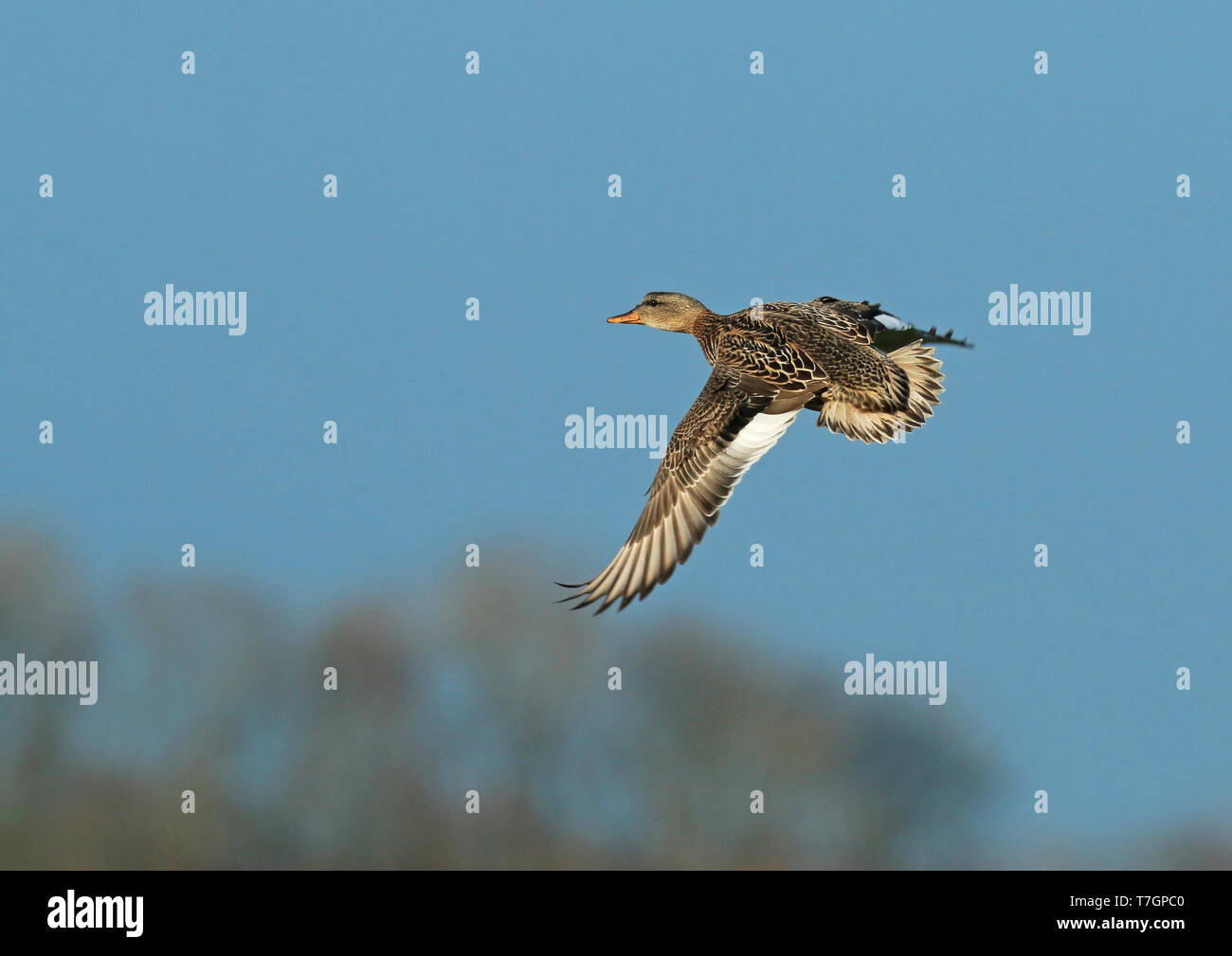 Gadwall (Mareca strepera), first winter female in flight, seen from the ...