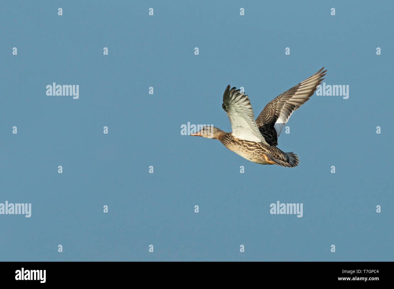 Gadwall (Mareca strepera), first winter female in flight, seen from the ...
