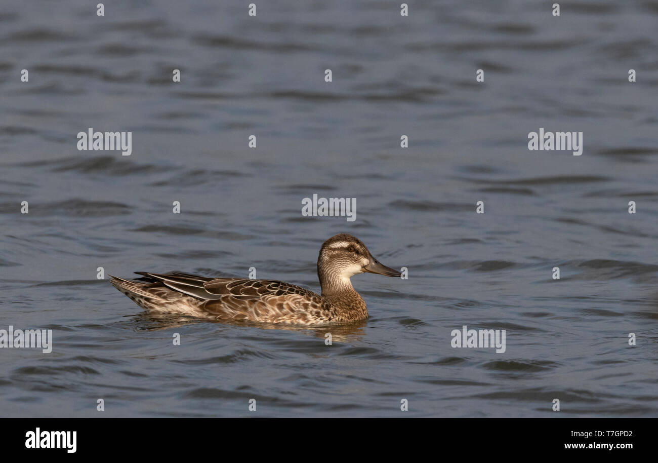 Garganey eclipse hi-res stock photography and images - Alamy