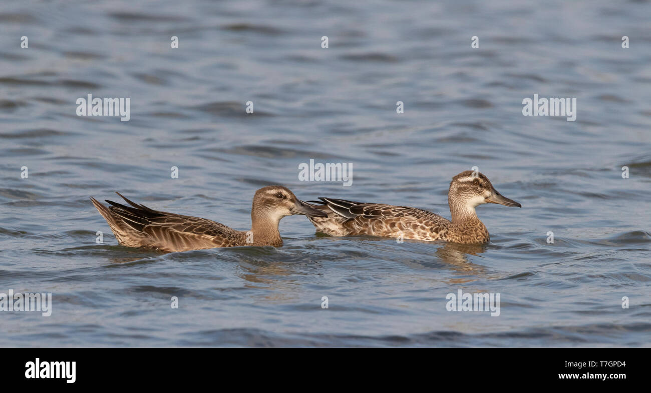 Garganey eclipse hi-res stock photography and images - Alamy