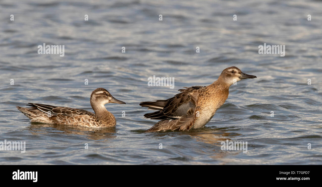 Garganey eclipse hi-res stock photography and images - Alamy