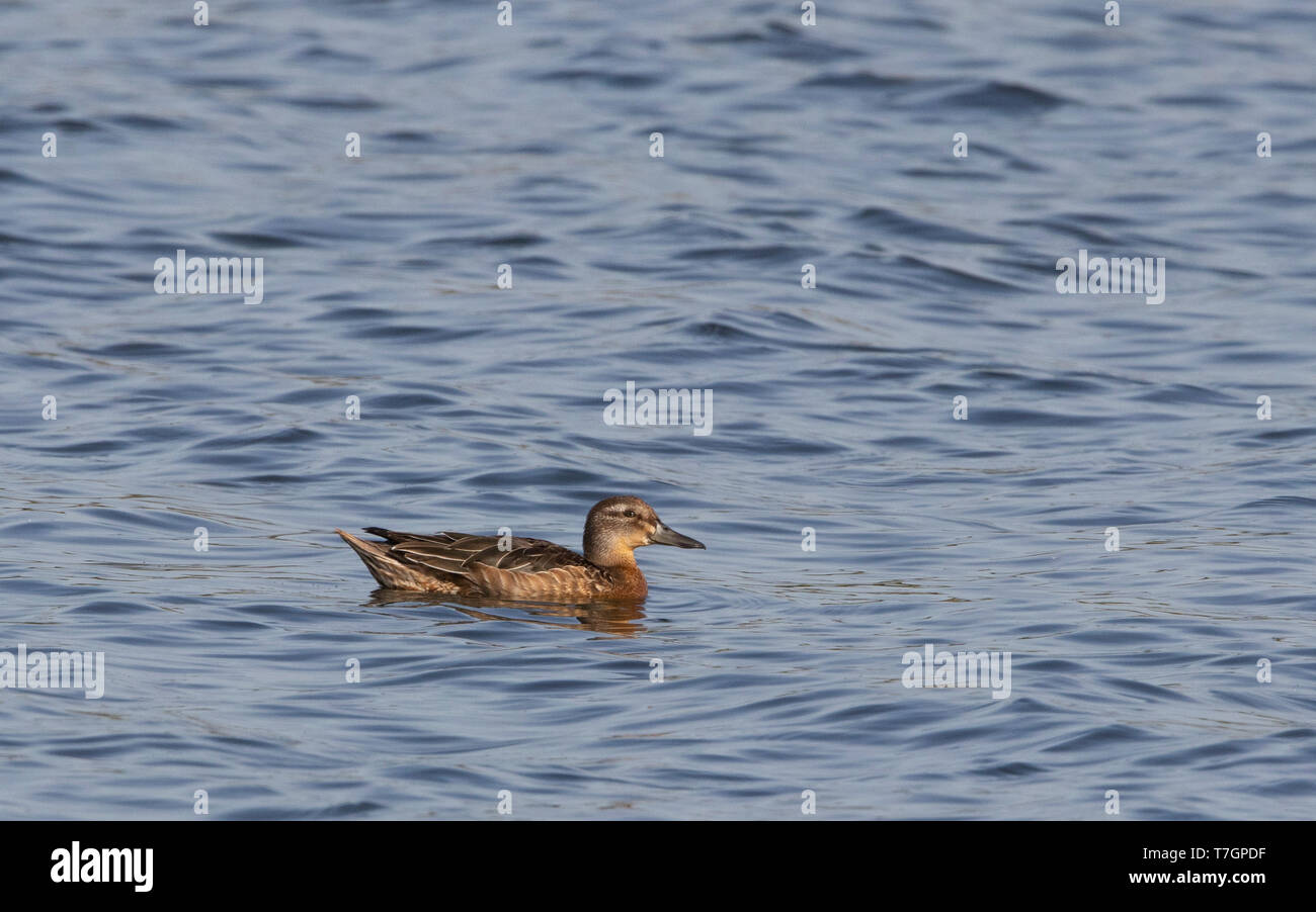 Juvenile Garganey (Anas querquedula) swimming in a freshwater lake near ...