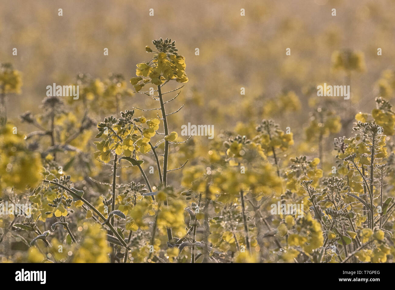 Fields of yellow, oilseed rape fields, Norfolk, East Anglia Stock Photo ...