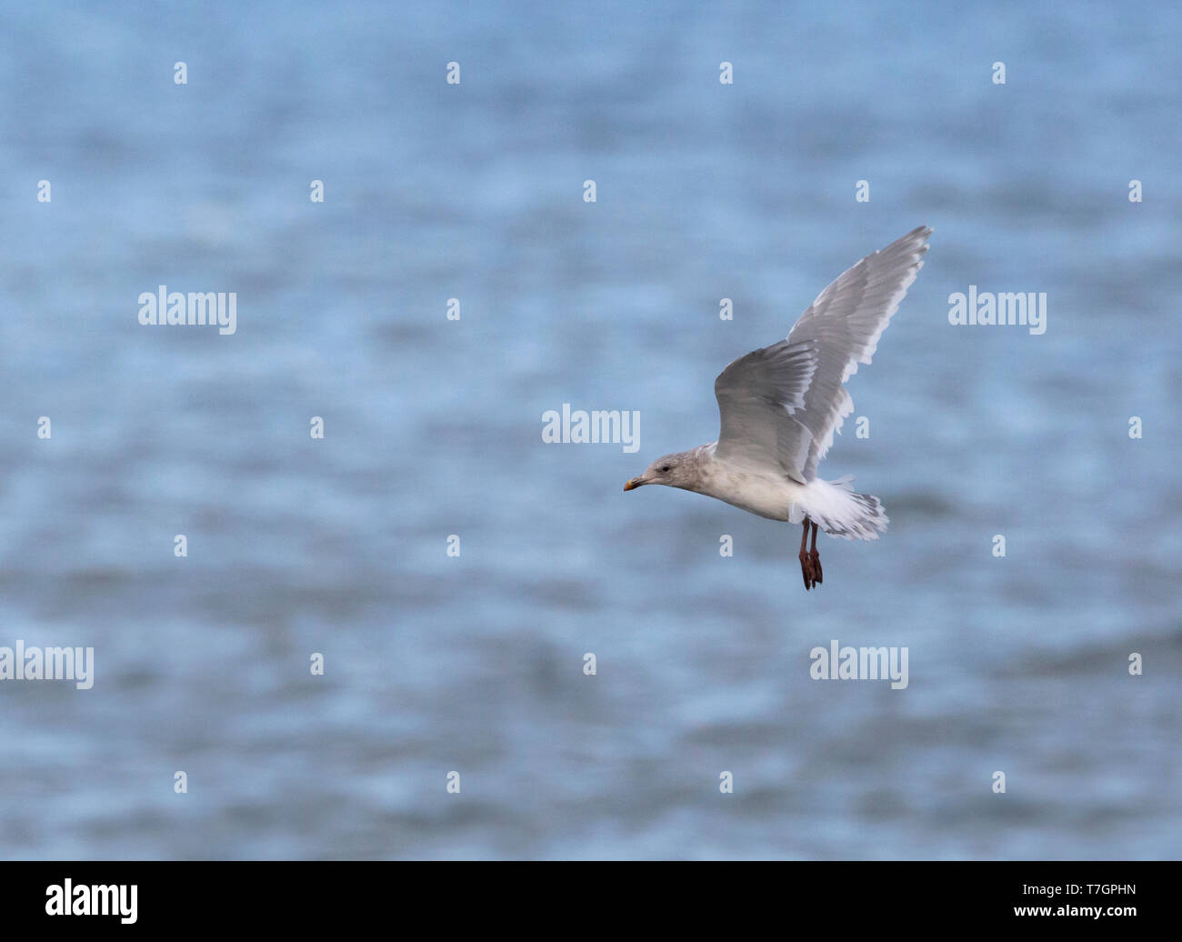 Glacous winged hi-res stock photography and images - Alamy
