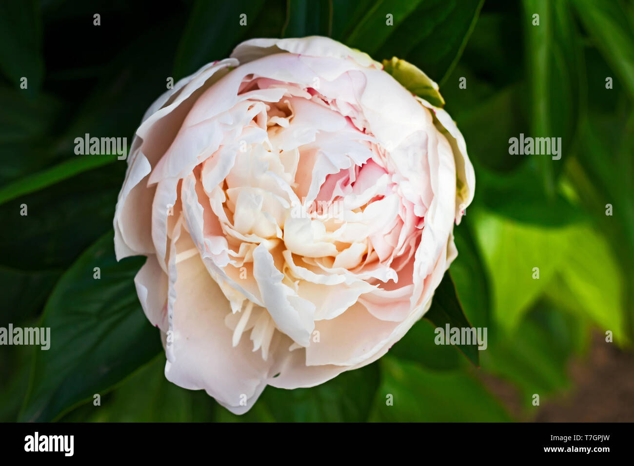 Top view of a blooming peony in the garden Stock Photo - Alamy