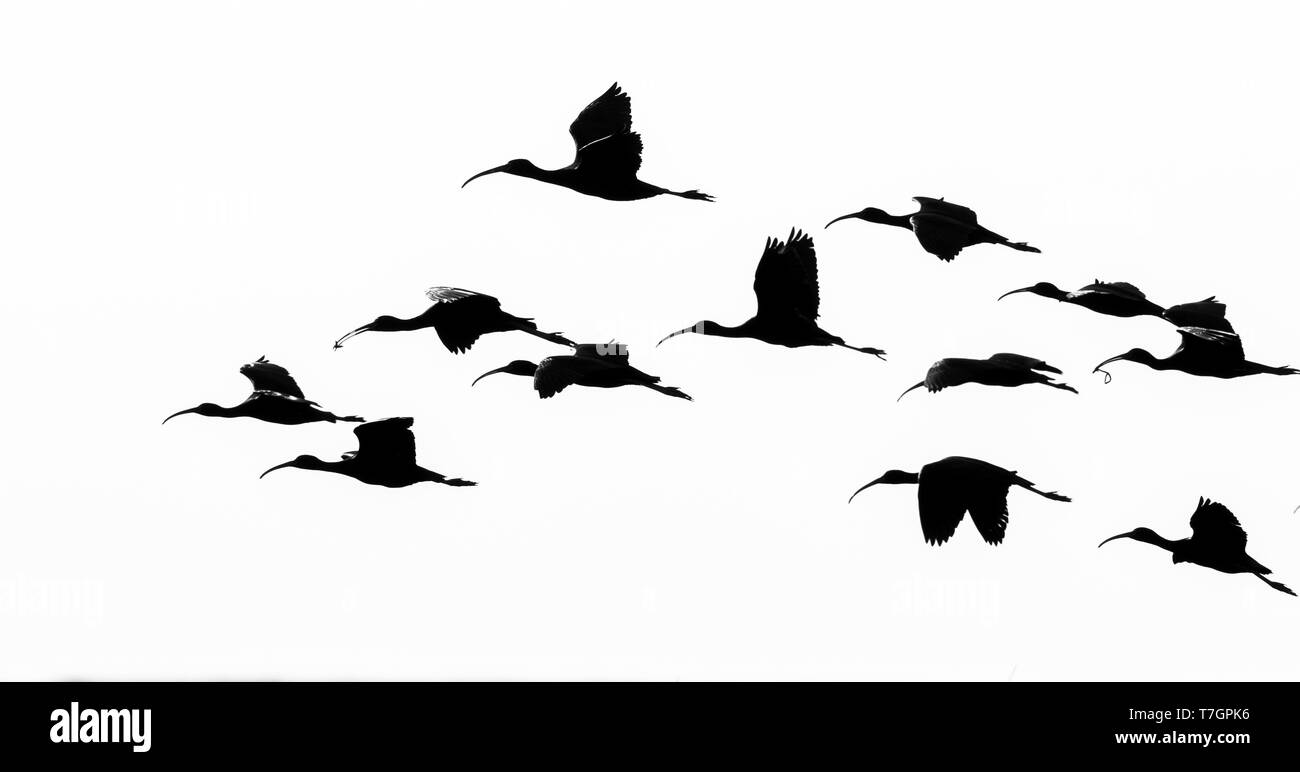 Adult ibis Cut Out Stock Images & Pictures - Alamy