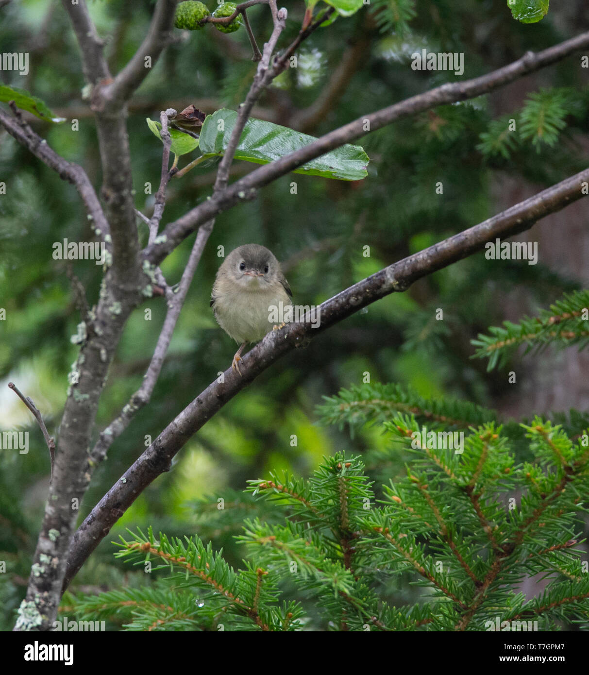 Goldcrest immature plumage hi-res stock photography and images - Alamy