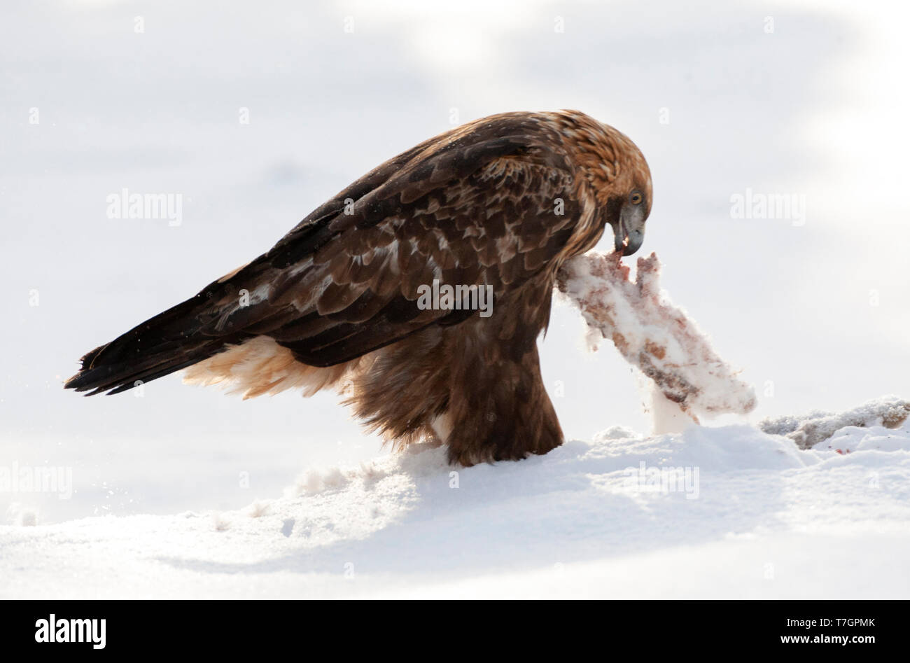 Golden Eagle (Aquila chrysaetos) in a taiga forest around Kuusamo in ...