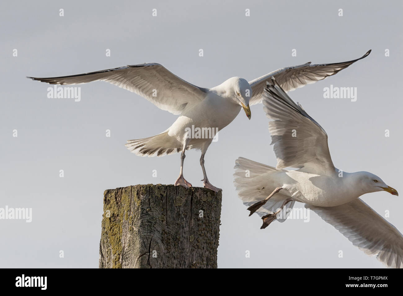 Herring Gull mating behaviour Stock Photo - Alamy