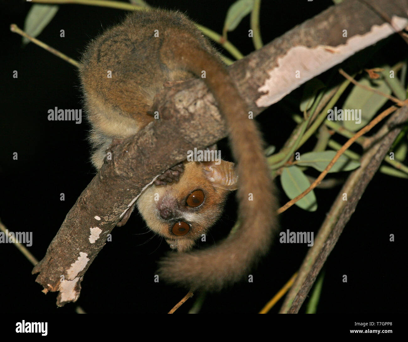 Golden-brown mouse lemur (Microcebus ravelobensis), also known as the ...