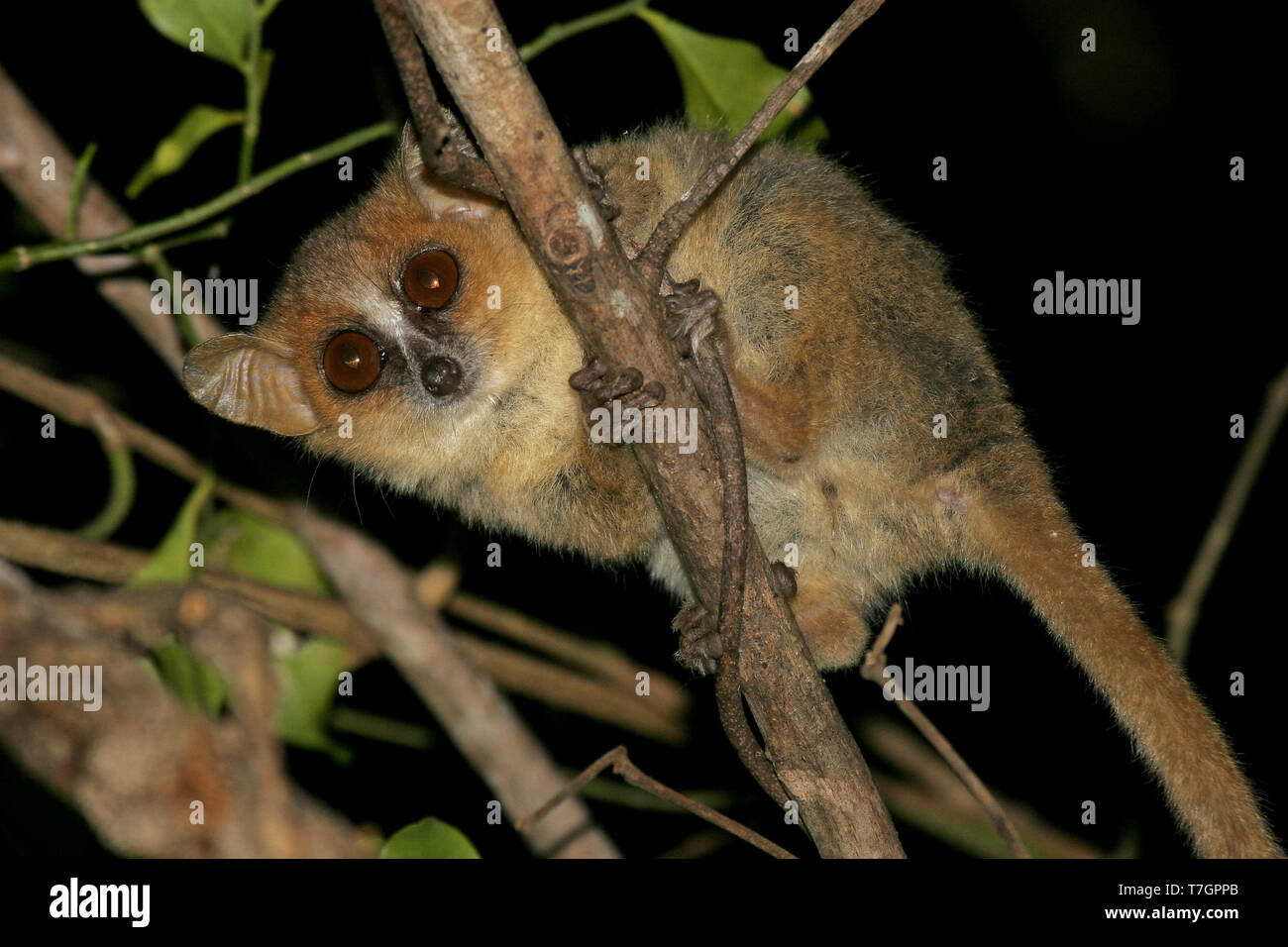 Golden-brown mouse lemur (Microcebus ravelobensis), also known as the ...