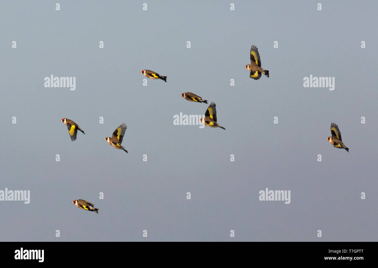 Goldfinches flying hi-res stock photography and images - Alamy