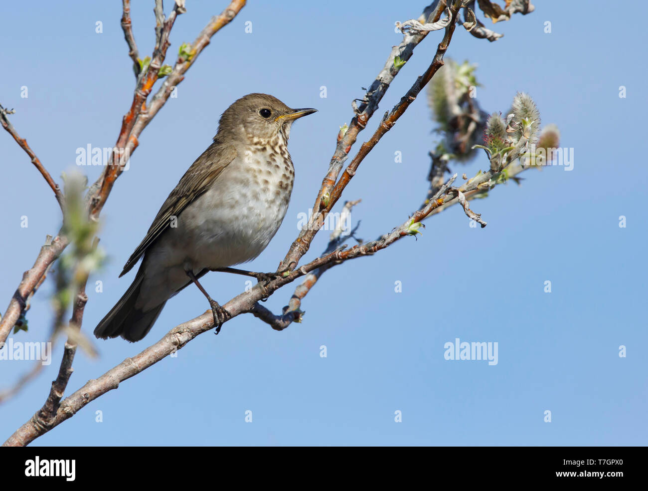 Adult Grey-cheeked Thrush (Catharus minimus) in a small bush on Seward ...