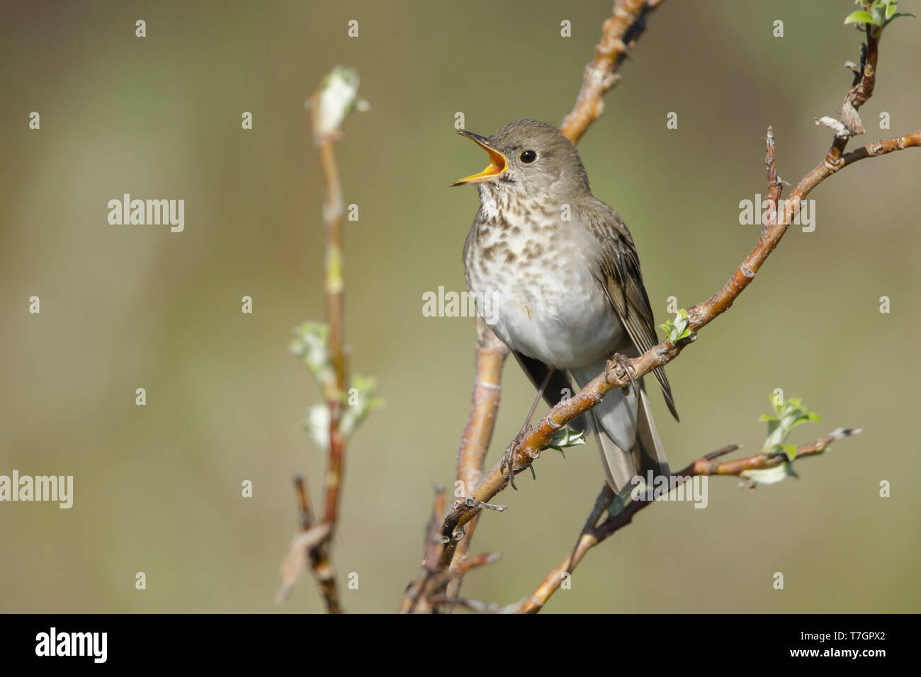 Adult Grey-cheeked Thrush (Catharus minimus) singing from a small bush ...