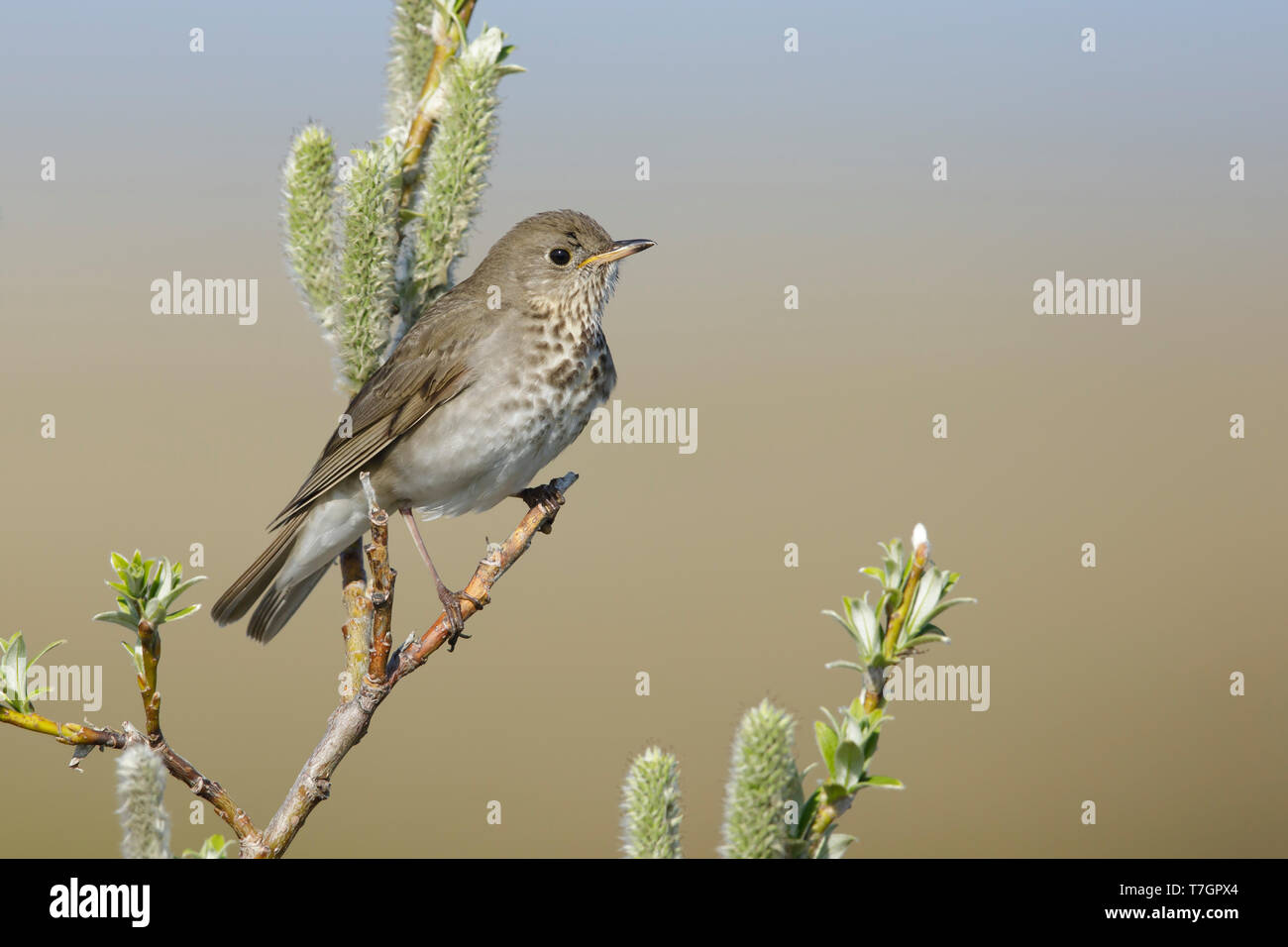 Gray cheeked thrush catharus minimus hi-res stock photography and ...