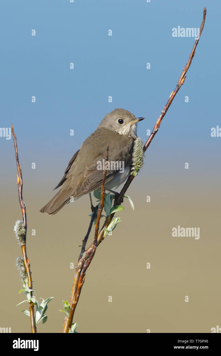Adult Grey-cheeked Thrush (Catharus minimus) in a small bush on Seward ...