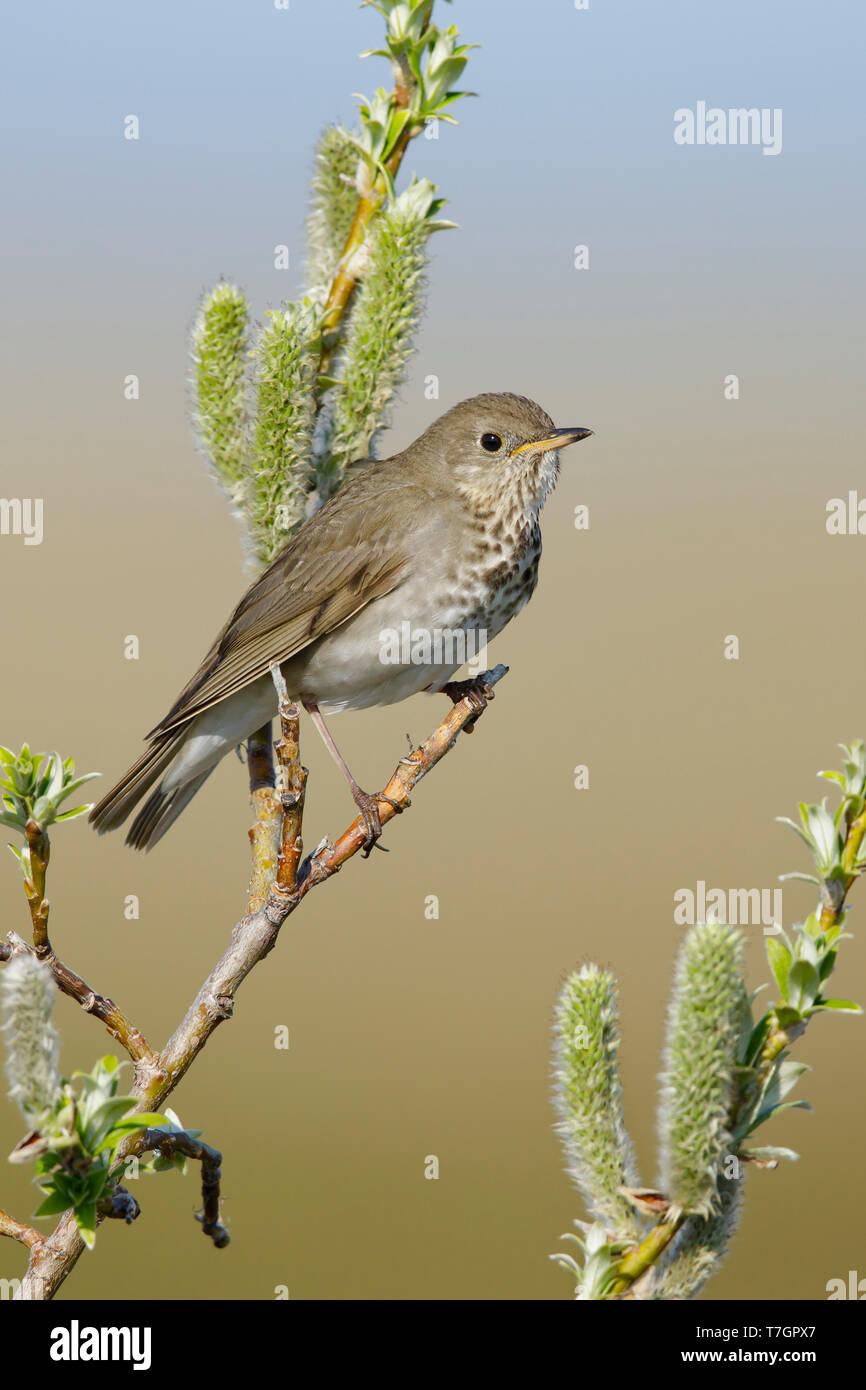 Adult Grey-cheeked Thrush (Catharus minimus) in a small bush on Seward ...