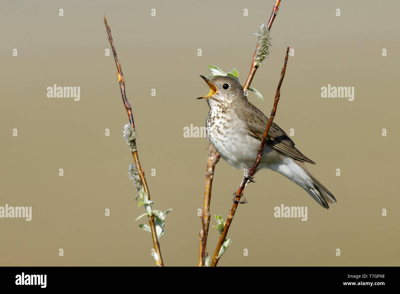 Adult Grey-cheeked Thrush (Catharus minimus) singing from a small bush ...