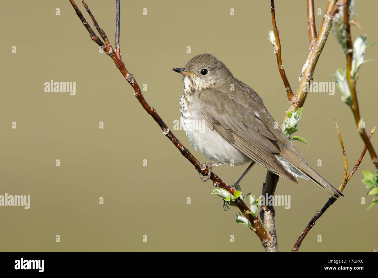 Adult Grey-cheeked Thrush (Catharus minimus) in a small bush on Seward ...