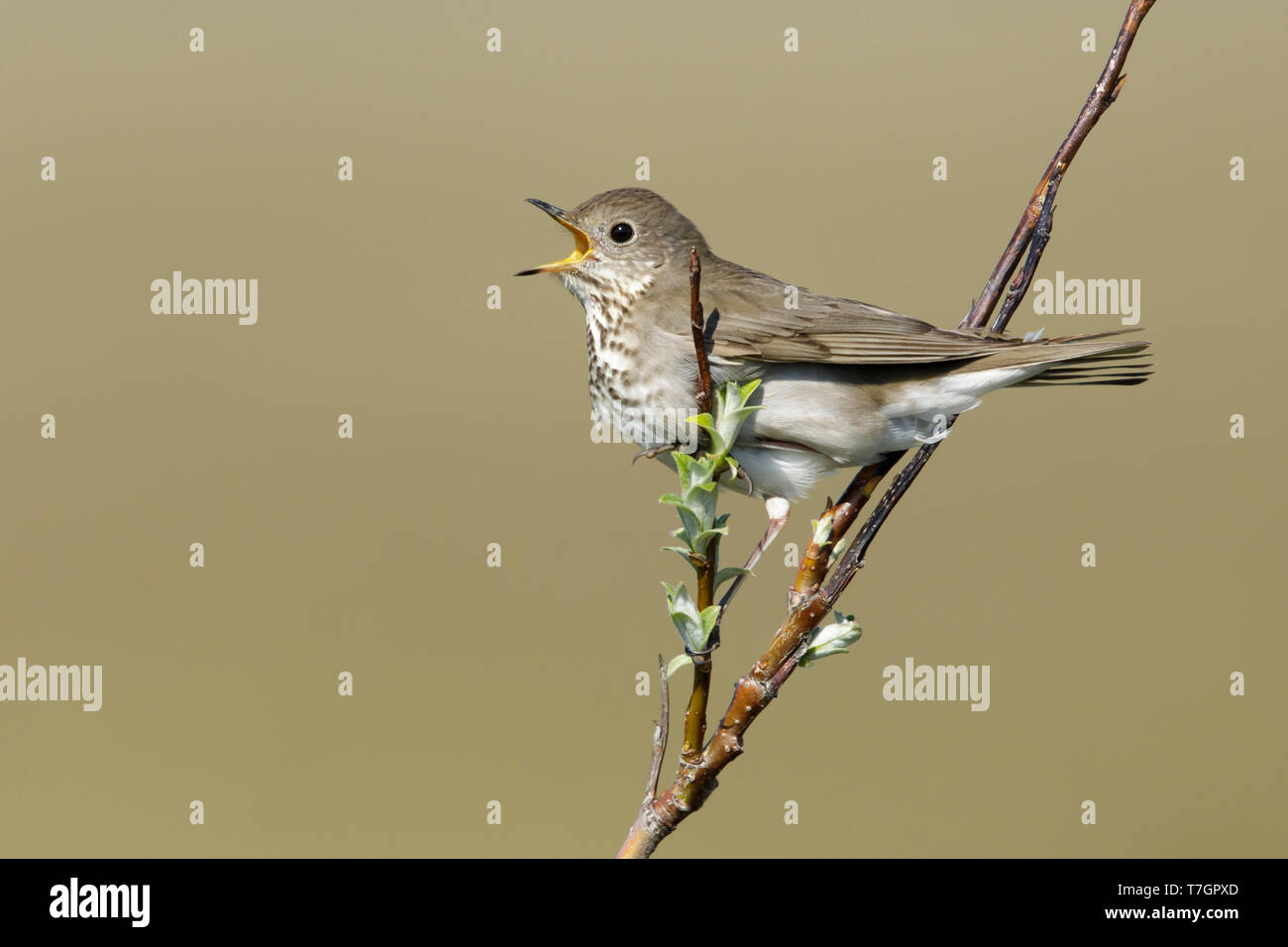 Adult Grey-cheeked Thrush (Catharus minimus) singing from a small bush ...