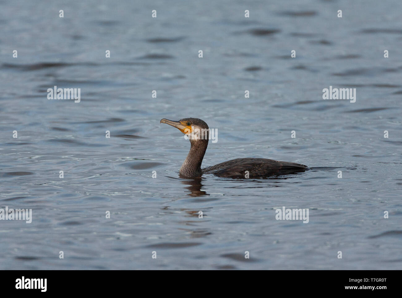 Cormorant on freshwater lake hi-res stock photography and images - Alamy