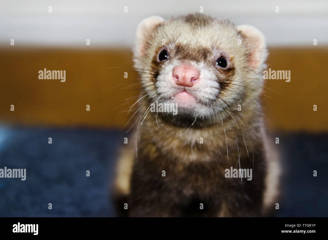 Cute sable ferret ((Mustela putorius furo) looking at camera, top view ...