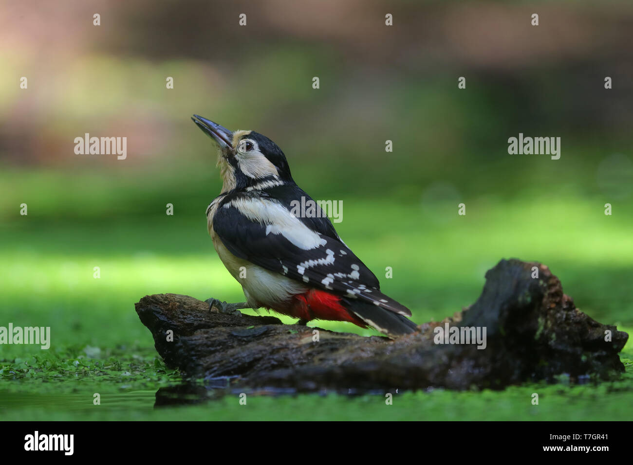 Anglicus hi-res stock photography and images - Alamy