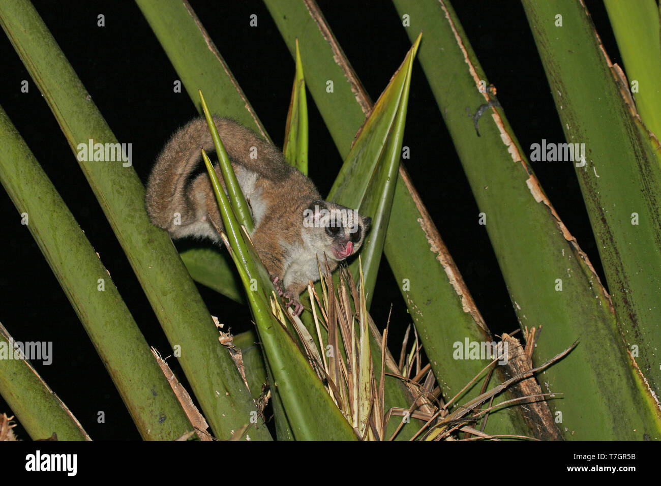 Greater dwarf lemur cheirogaleus major hi-res stock photography and ...