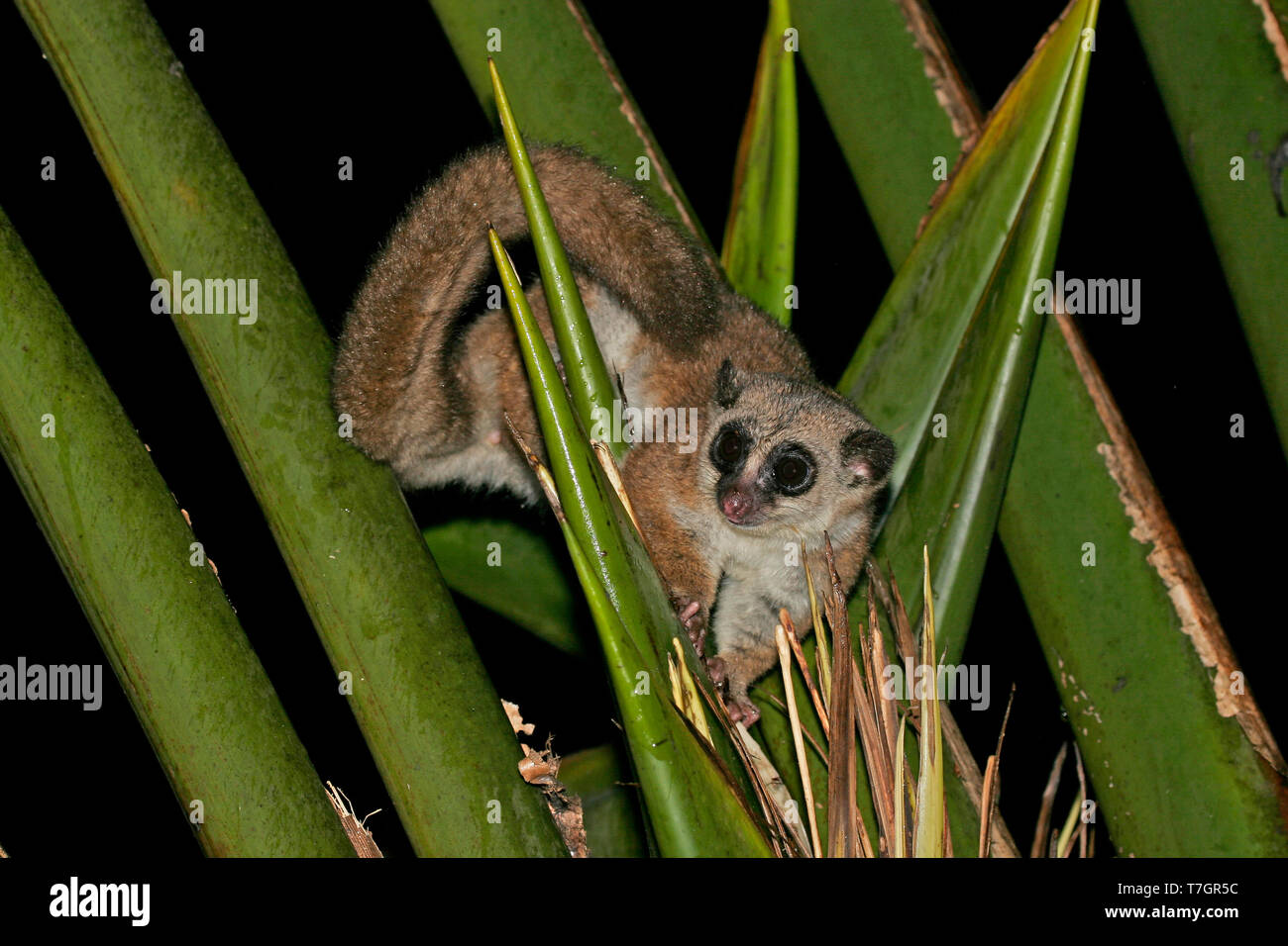 Greater dwarf lemur (Cheirogaleus major), also known as the Geoffroy's ...