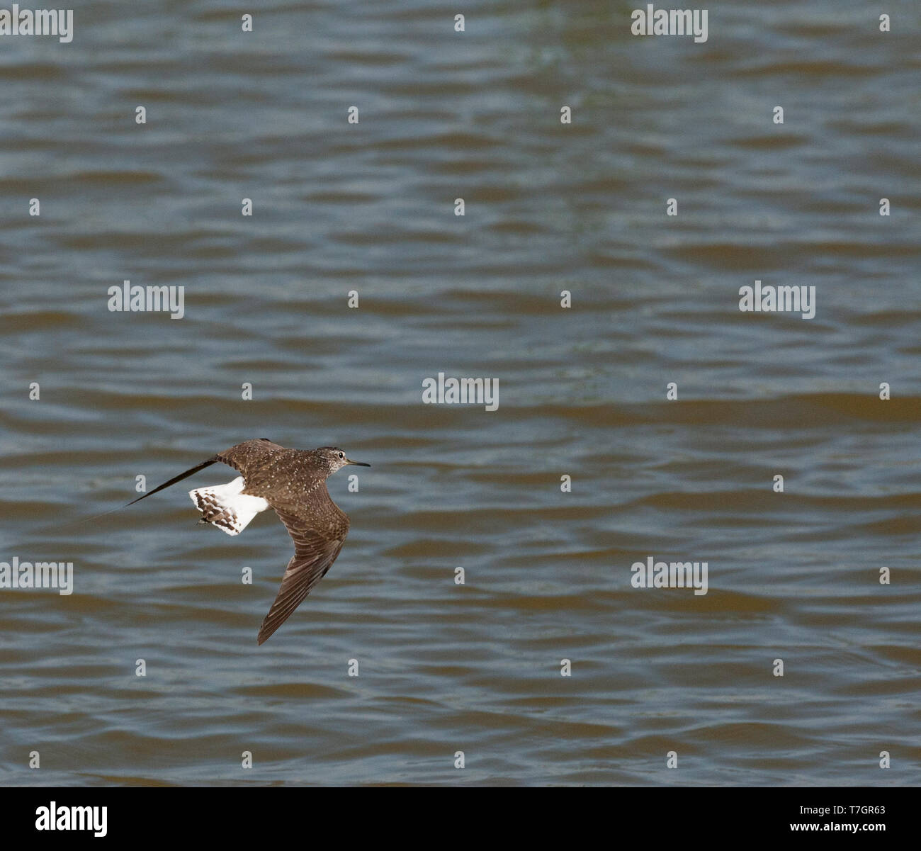 Green Sandpiper (Tringa ochropus) flying away low above the water ...