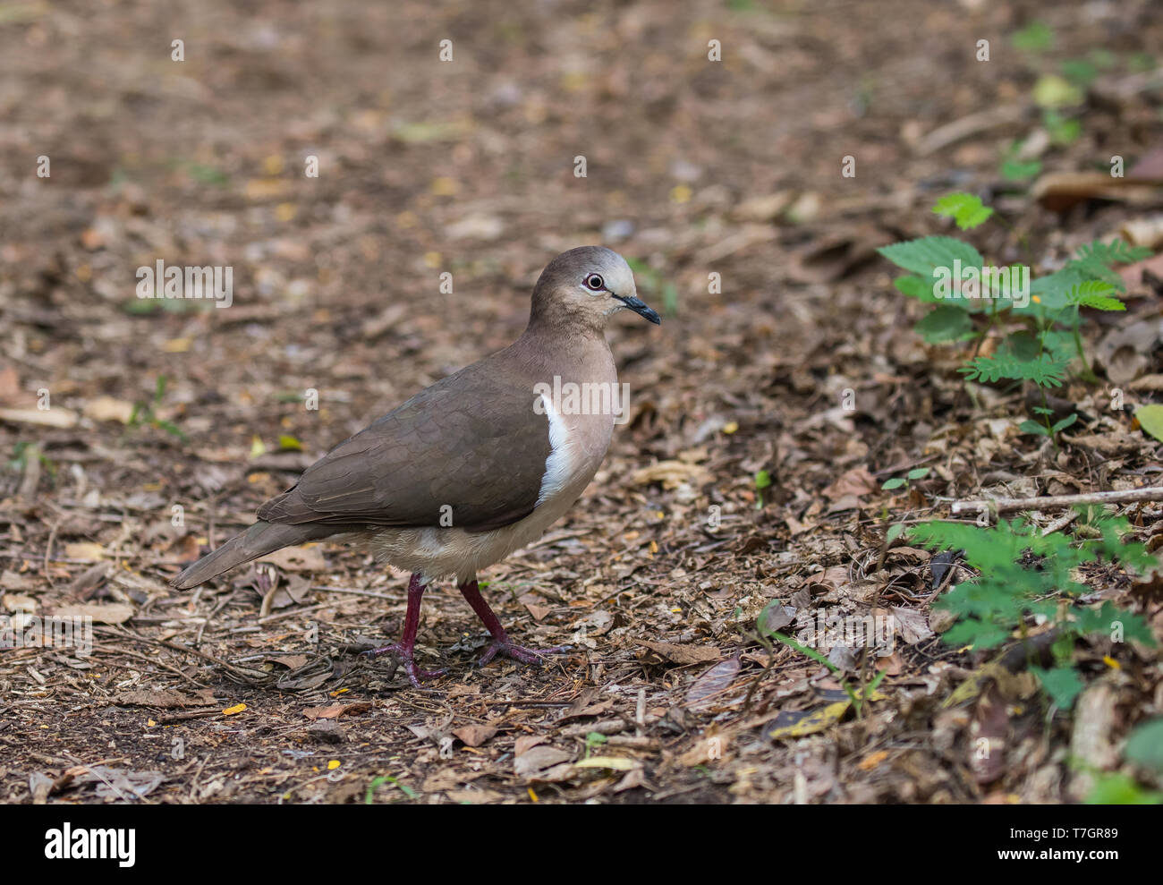 Grenada dove hi-res stock photography and images - Alamy