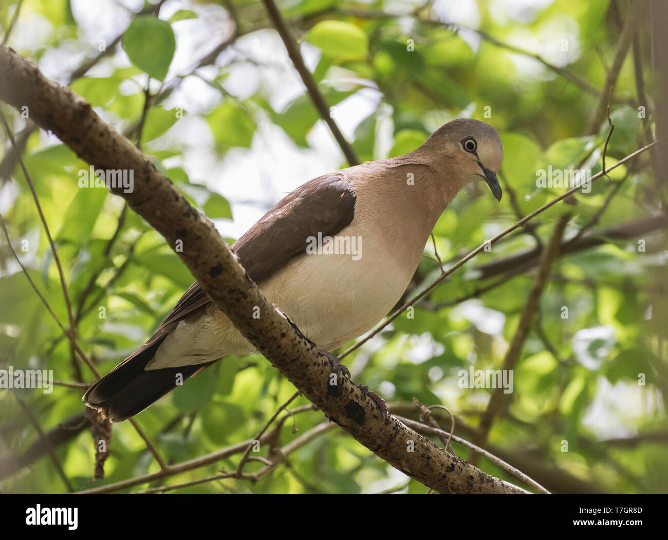Critically Endangered Grenada Dove (Leptotila wellsi) in dry woodland ...