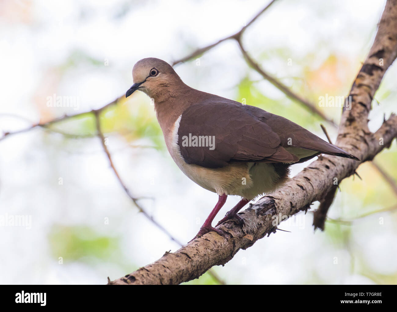 Critically Endangered Grenada Dove (Leptotila wellsi) in dry woodland ...