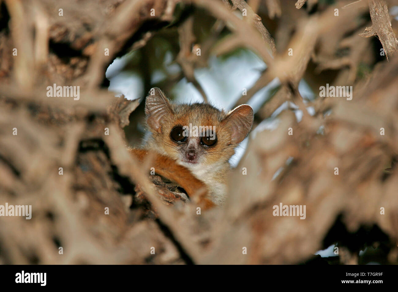 Gray mouse lemur (Microcebus murinus) in its natural habitat on ...