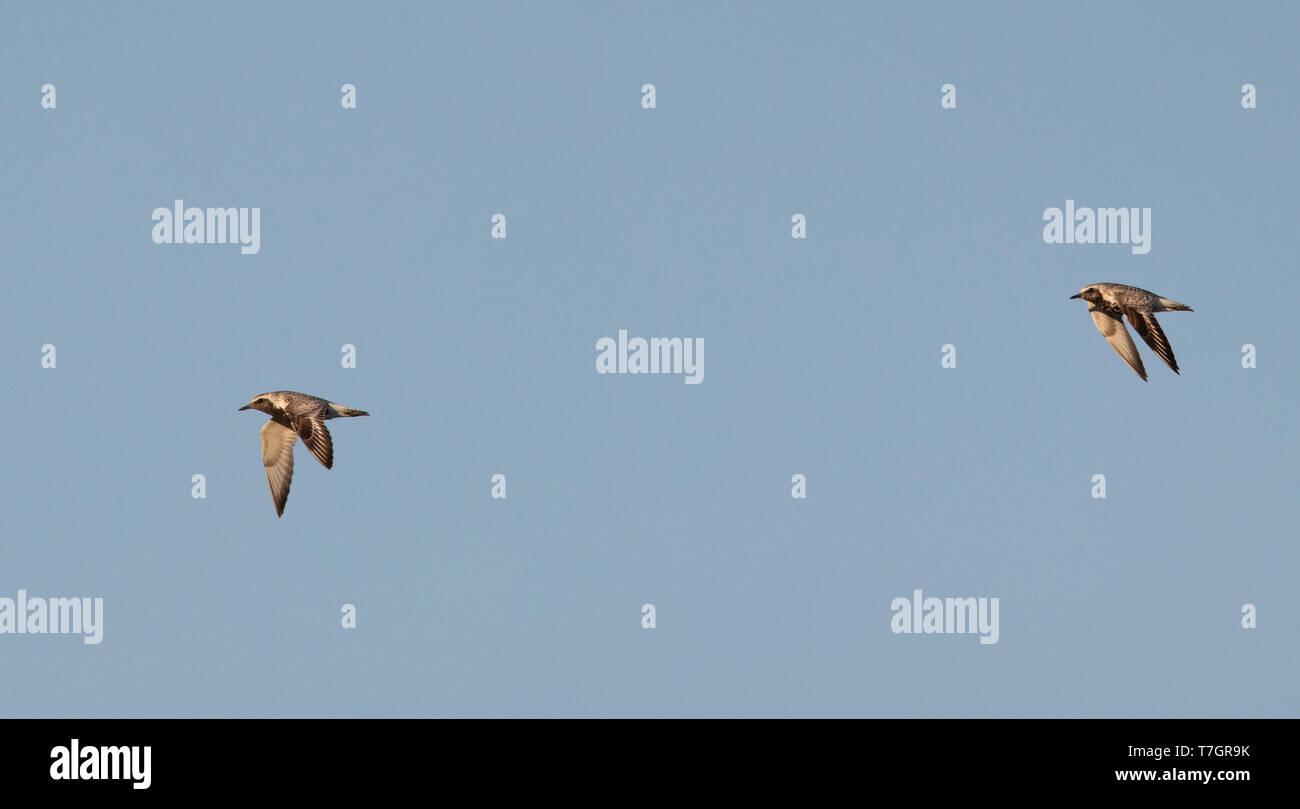 Two adult Grey Plovers (Pluvialis squatarola) in flight during late ...