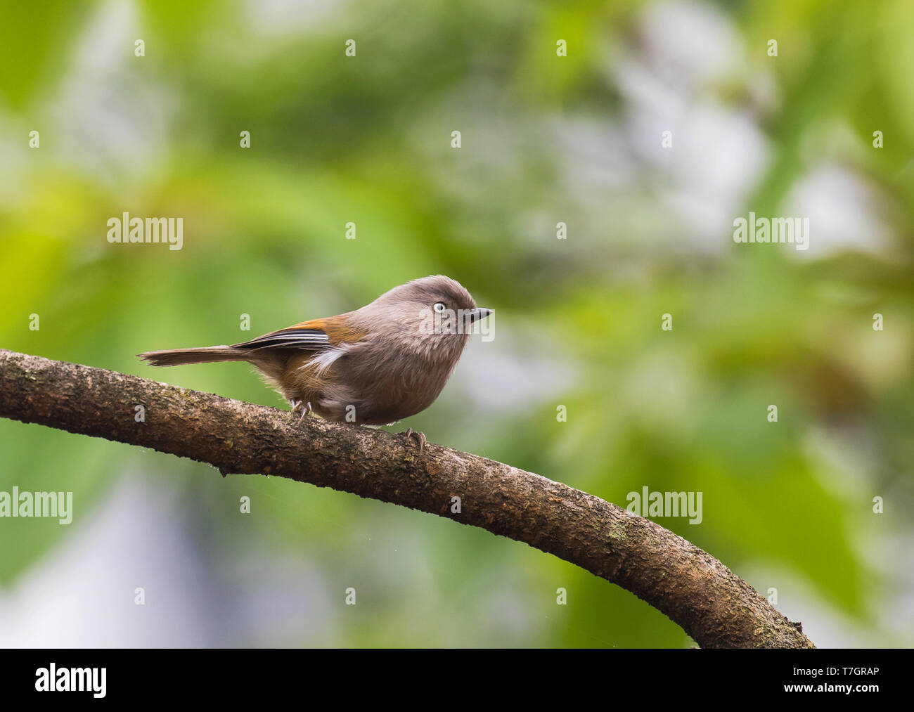 Alcippe hi-res stock photography and images - Alamy