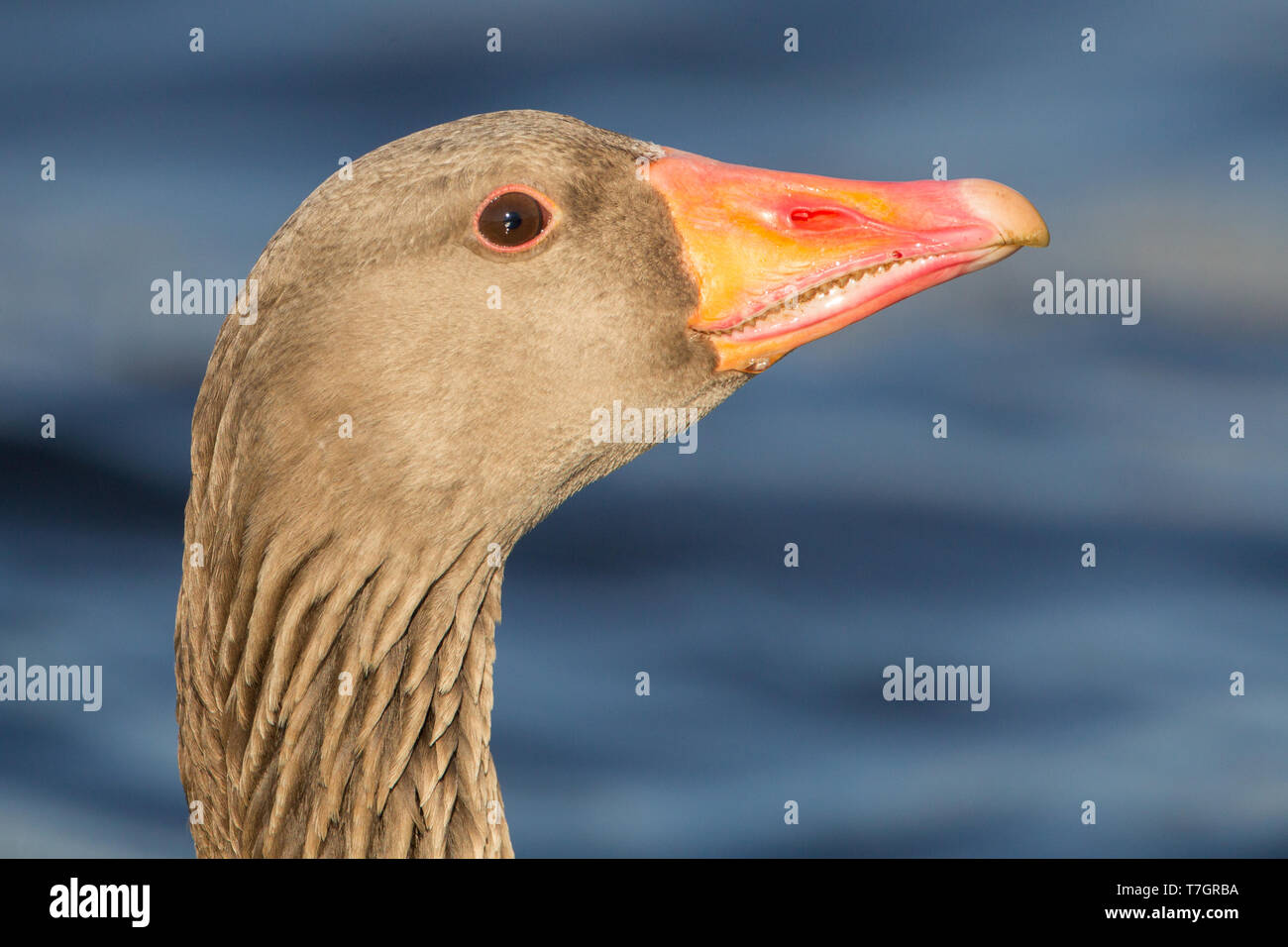 Portrait of a Greylag Goose Stock Photo - Alamy