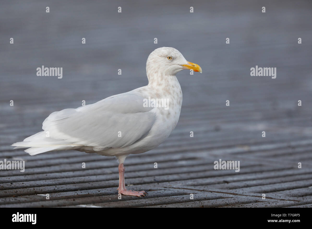 Witte meeuw hi-res stock photography and images - Alamy