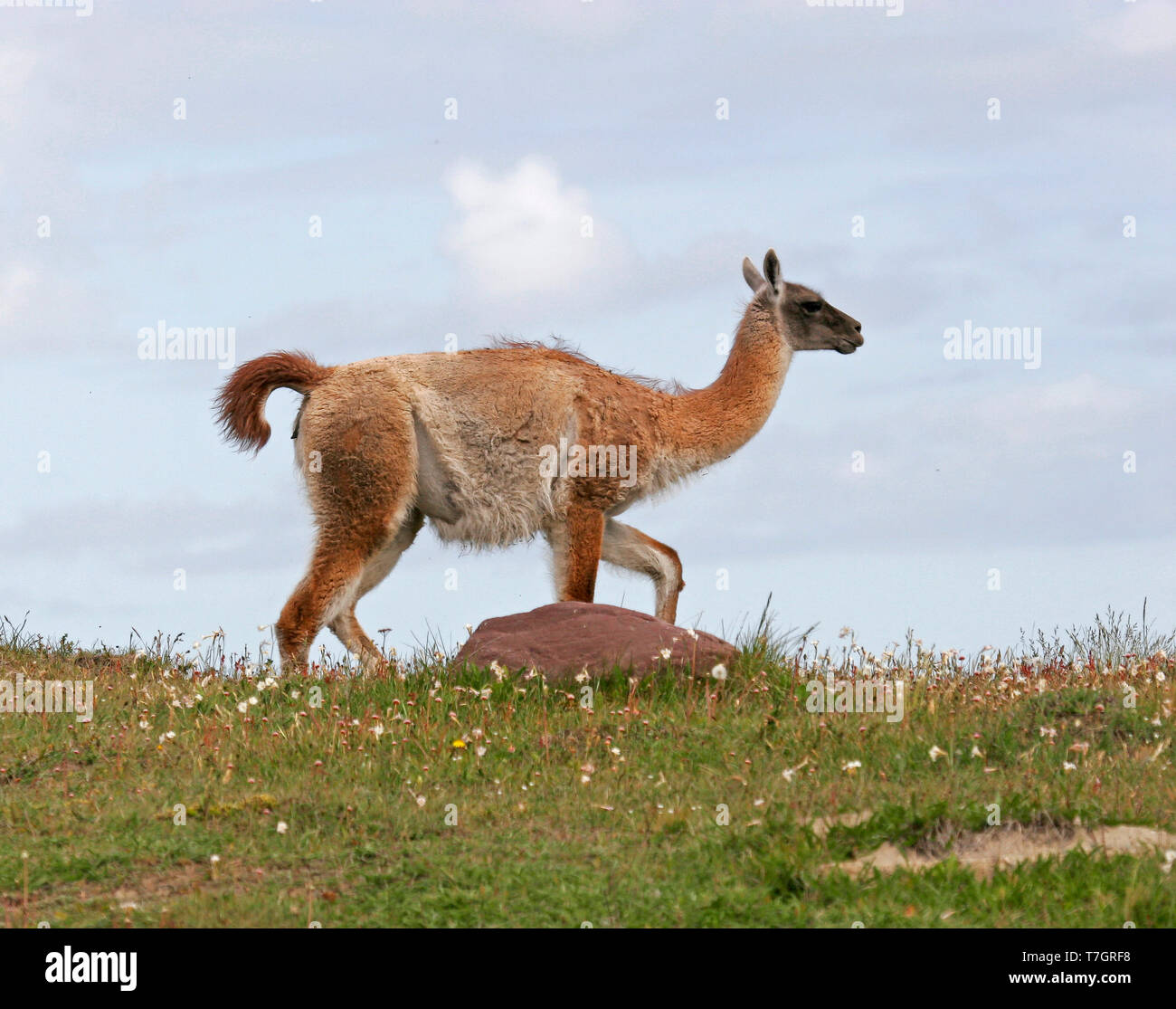 Guanaco argentina hi-res stock photography and images - Alamy