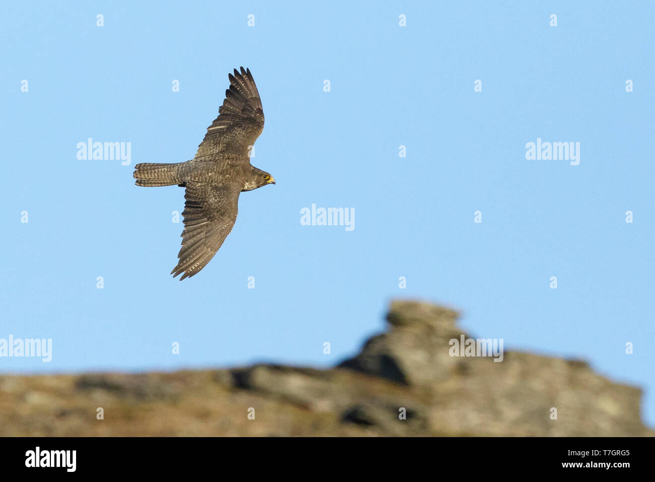 Largest of falcon species hi-res stock photography and images - Alamy