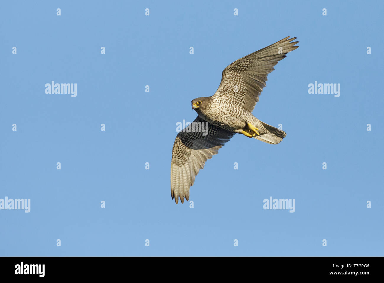 Falco rusticolus usa hi-res stock photography and images - Alamy