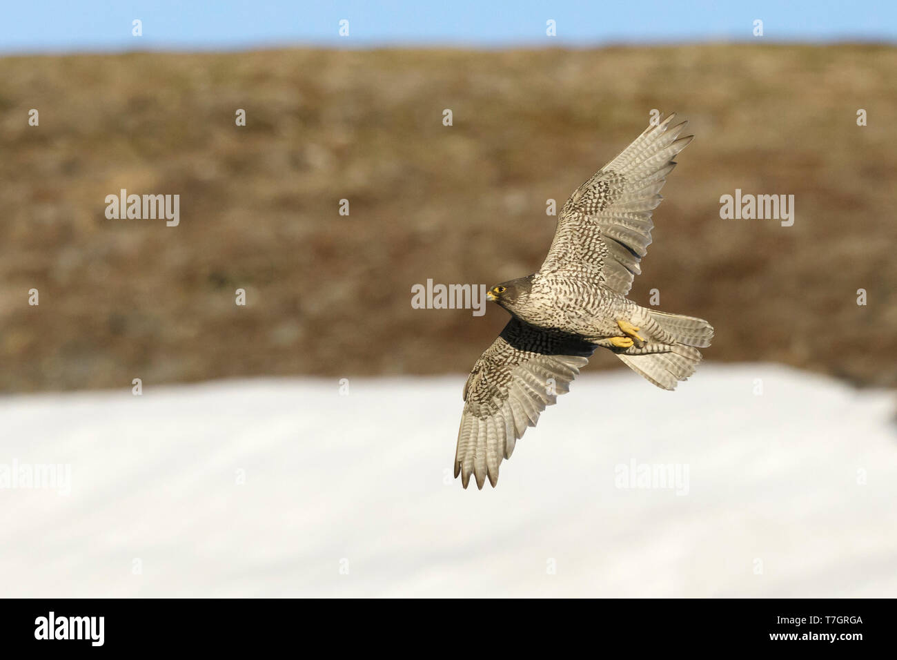 Largest of falcon species hi-res stock photography and images - Alamy