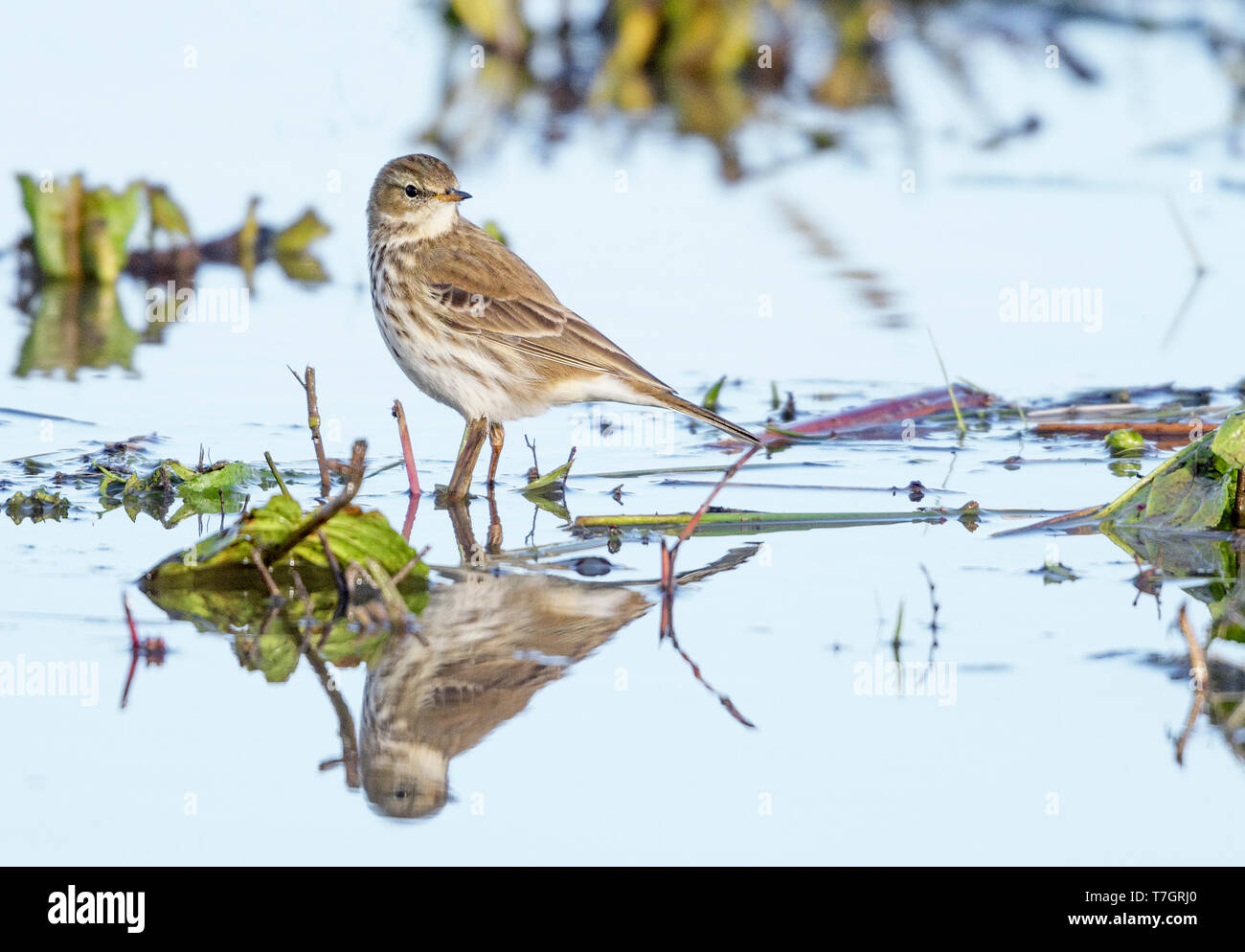 Water Pipit (Anthus spinoletta) wintering in the Netherlands. standing ...