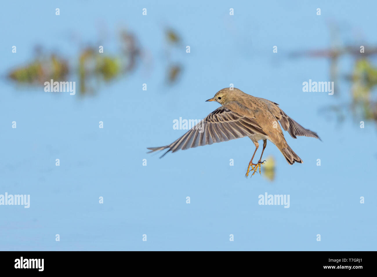 Water Pipit (Anthus spinoletta) wintering in the Netherlands. Bird in ...