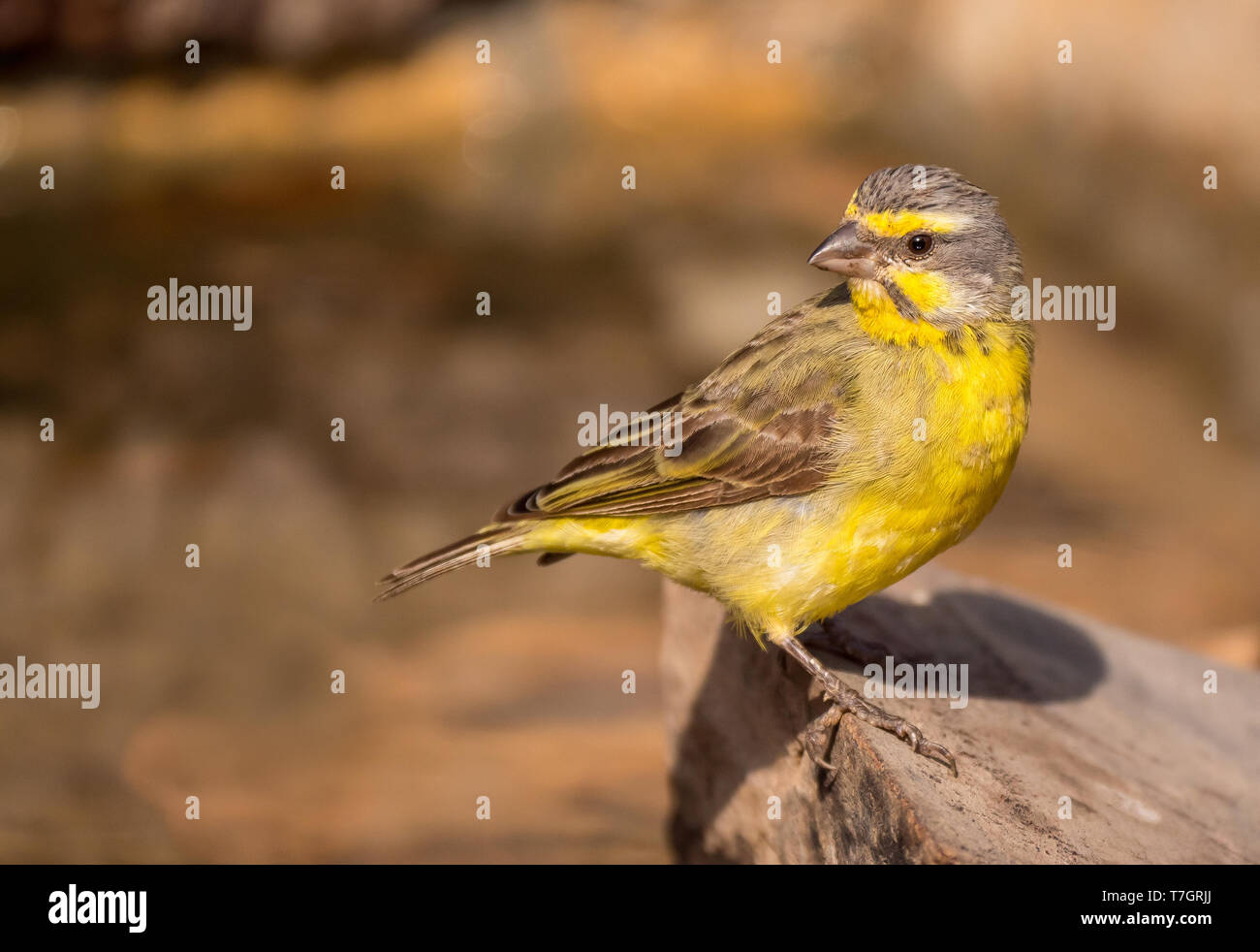Yellow Fronted Canary